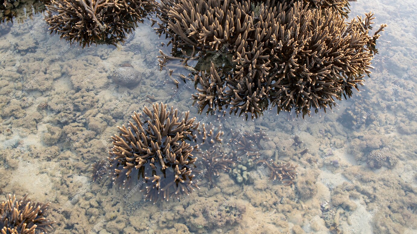 How fast does coral grow in Colonies? | Coral Cavern