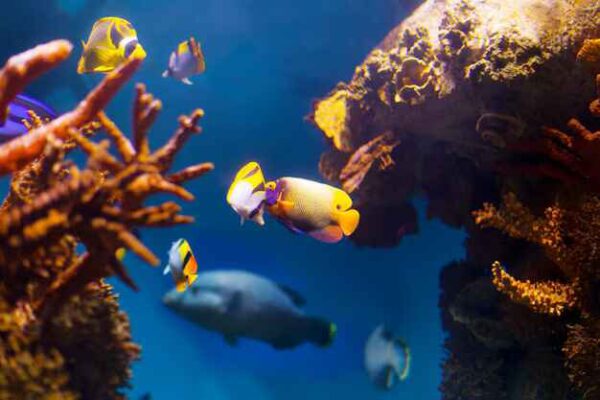 Discover the 4 Types of Coral Reefs | Coral Cavern