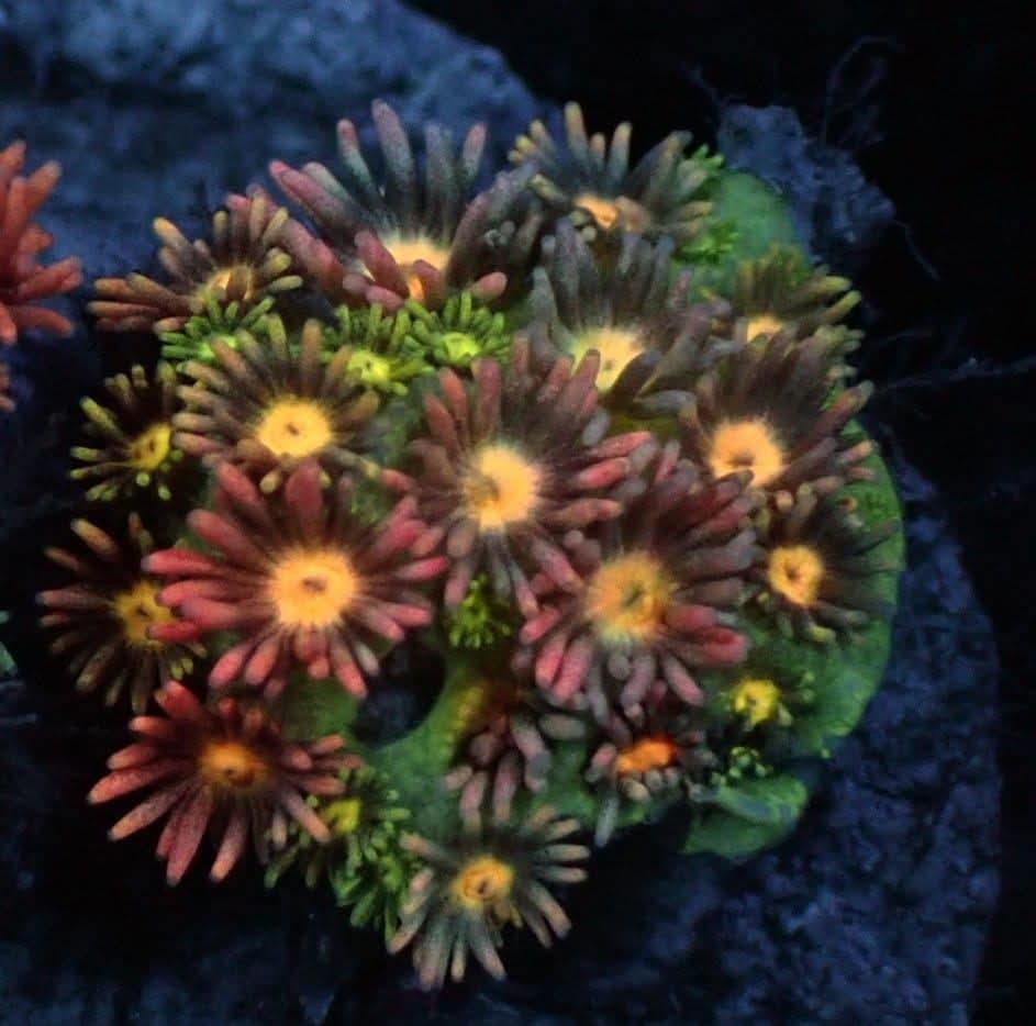 Bi Color Goniopora Yellow Mouth | Coral Cavern